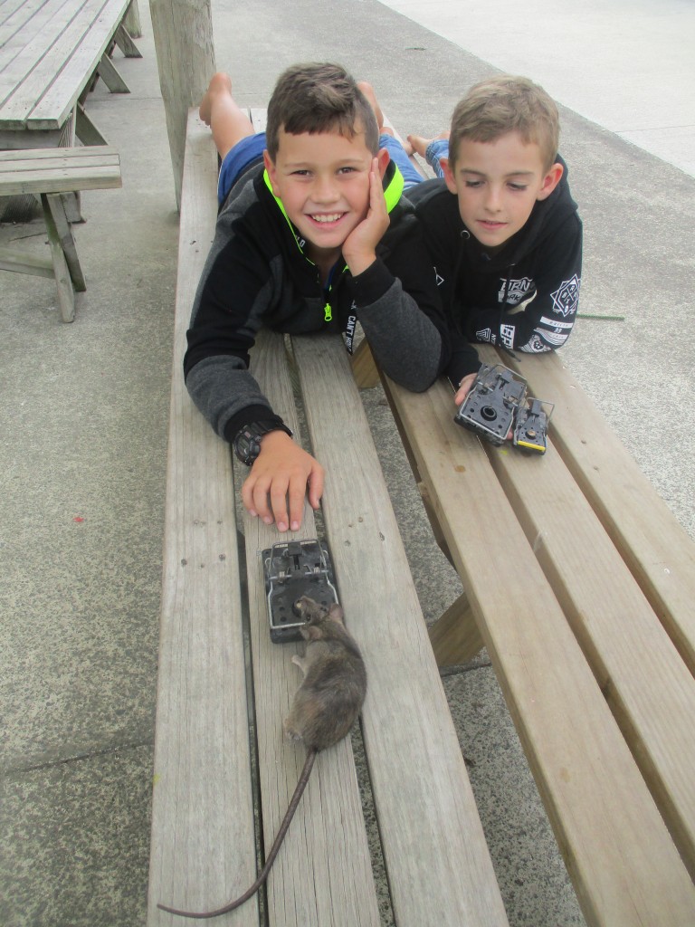 Pest trapping – Tomarata School